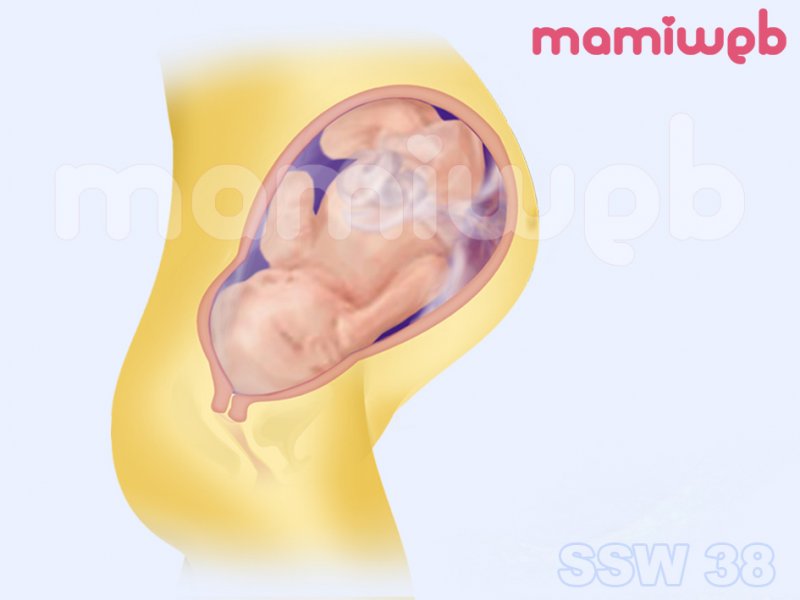 38. Schwangerschaftswoche (38. SSW) - Mamiweb.de